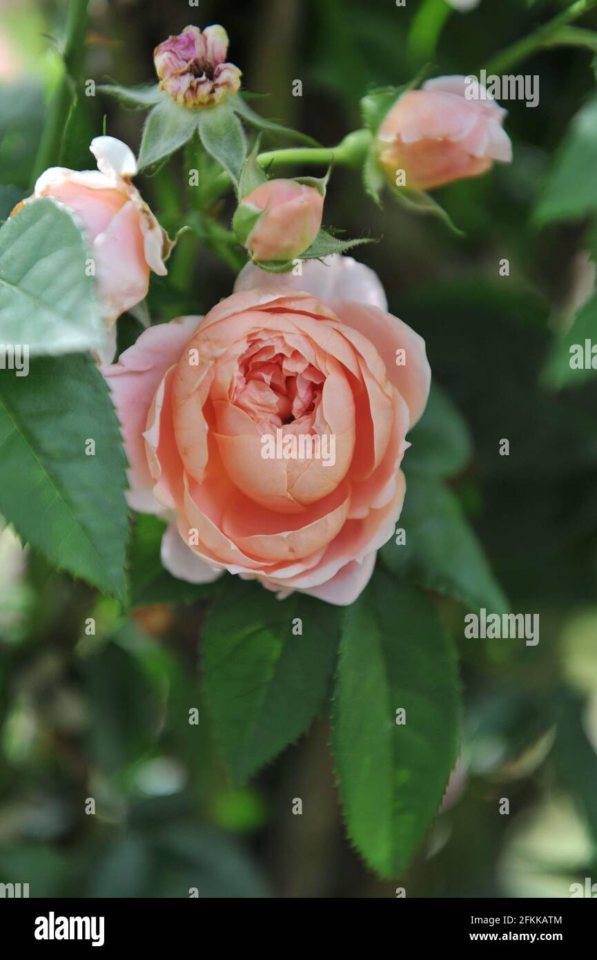 Medium pink large-flowered Climber rose (Rosa) Colette blooms in a ...