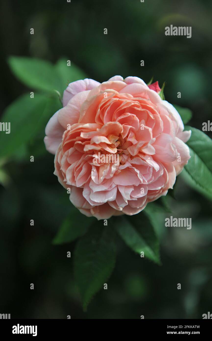 Medium pink large-flowered Climber rose (Rosa) Colette blooms in a ...