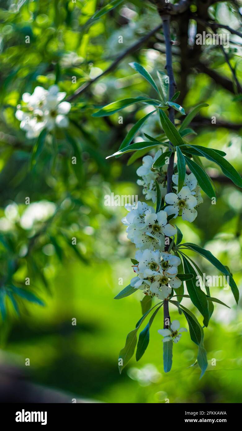 willow-leaved or weeping pear blooming tree in a garden Stock Photo - Alamy