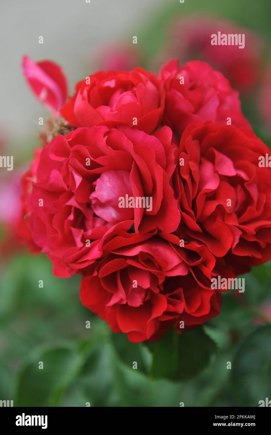 Red Floribunda rose (Rosa) Colossal Meidiland blooms in a garden in ...