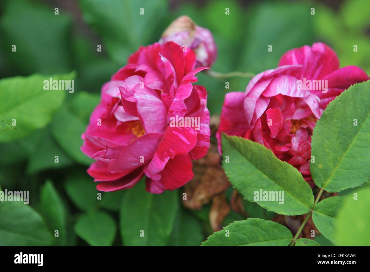 Pink with purple stripes Hybrid Perpetual rose (Rosa) Commandant ...