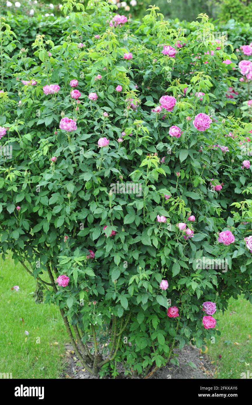 Pink with purple stripes Hybrid Perpetual rose (Rosa) Commandant ...