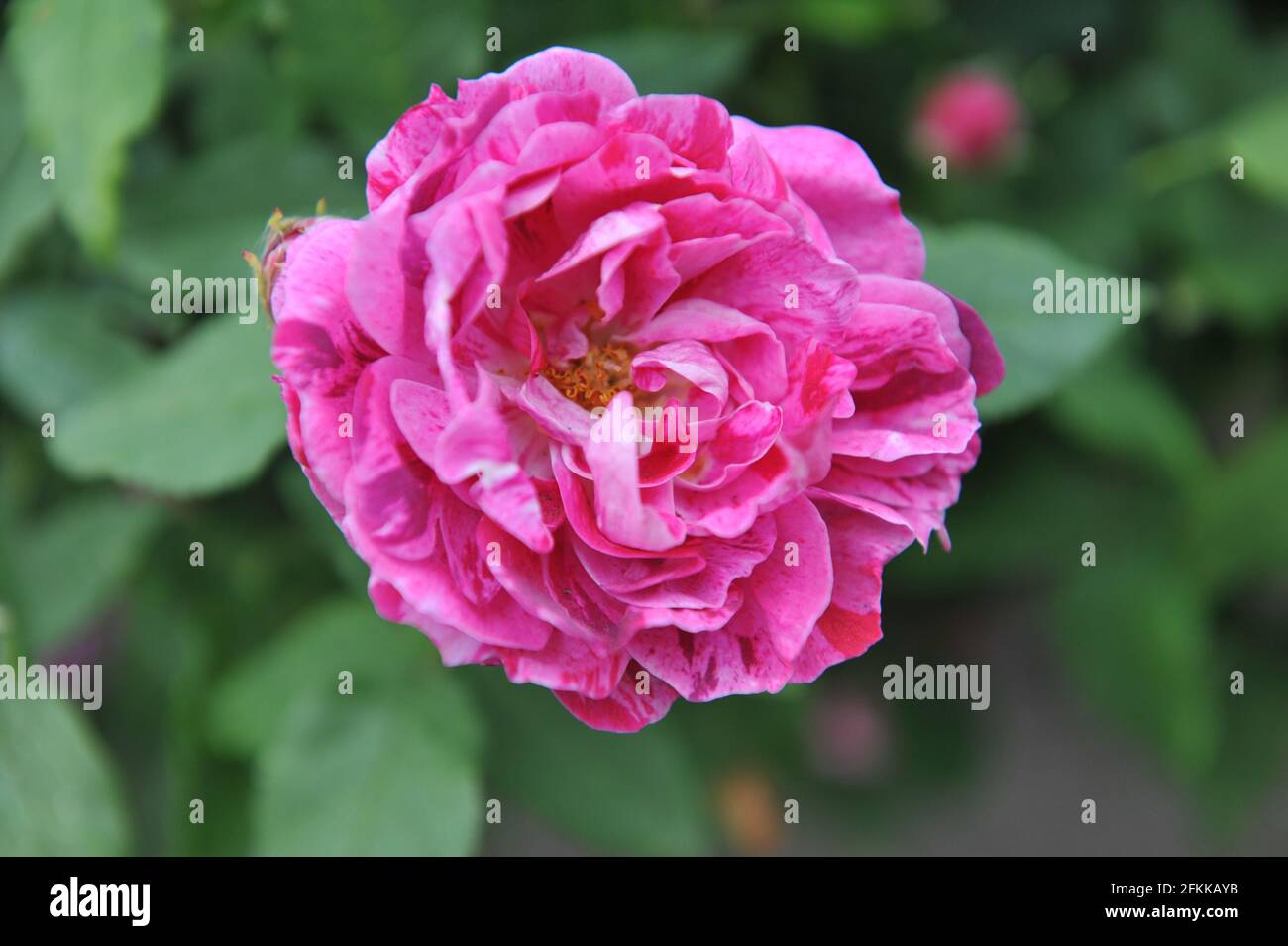 Pink with purple stripes Hybrid Perpetual rose (Rosa) Commandant ...