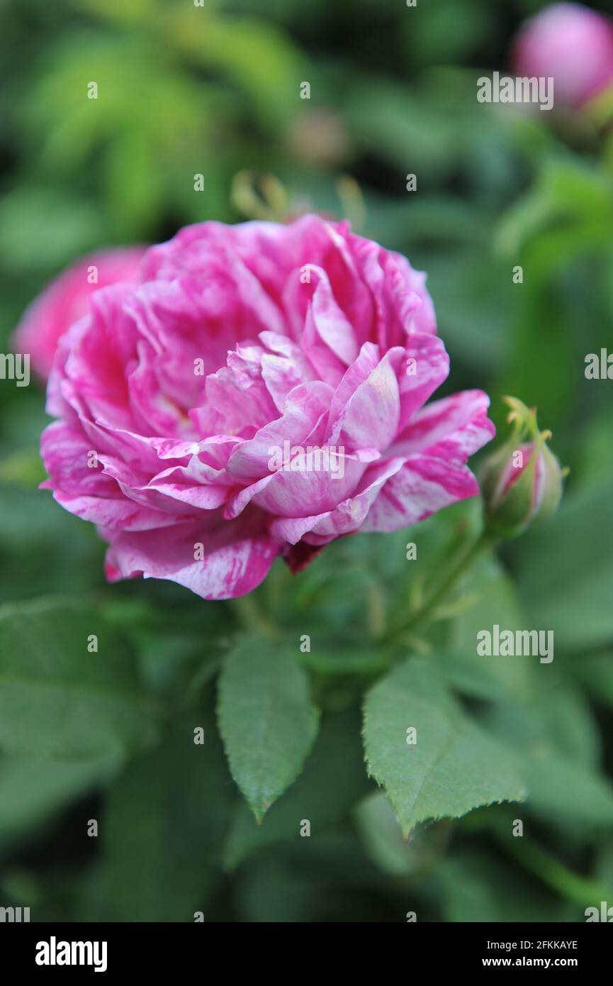 Pink with purple stripes Hybrid Perpetual rose (Rosa) Commandant ...