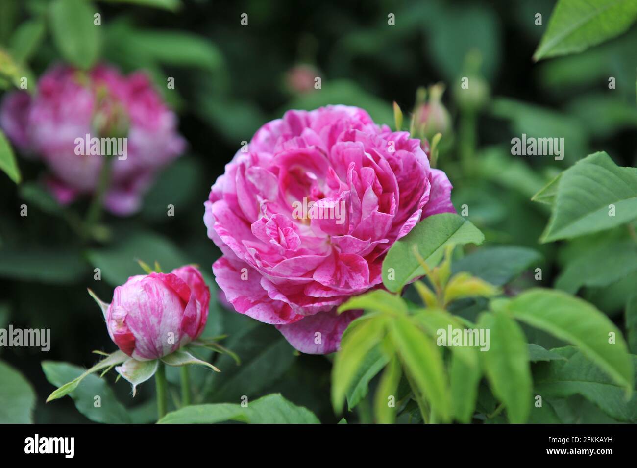 Pink with purple stripes Hybrid Perpetual rose (Rosa) Commandant ...