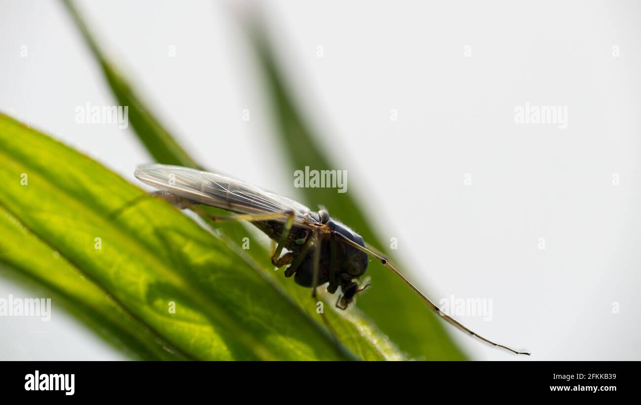 Flying insect mosquito, gnat sitting on green leaf, isolated on white ...