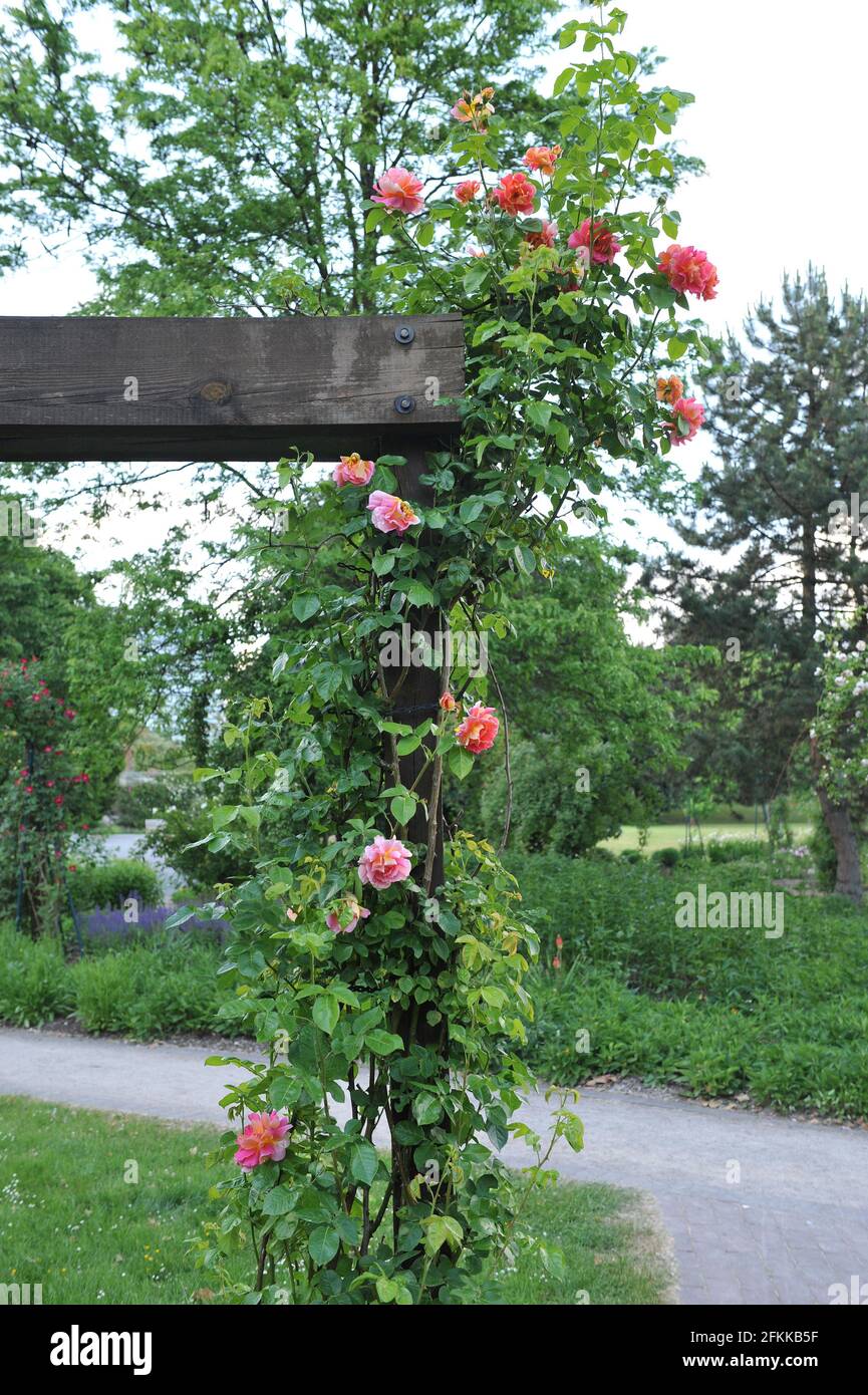 Pink with yellow undertones Climber rose (Rosa) Condesa de Sastago Cl ...