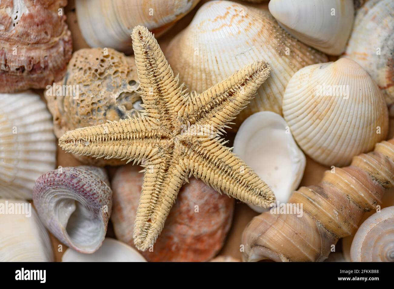 Seashells of various shapes and types. Background Stock Photo - Alamy