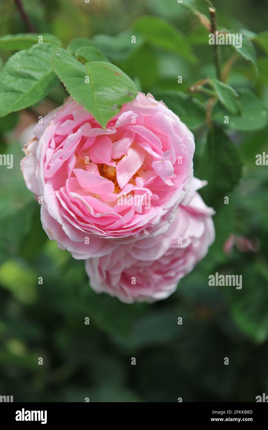 Pink shrub English rose (rosa) Constance Spry blooms in a garden in ...