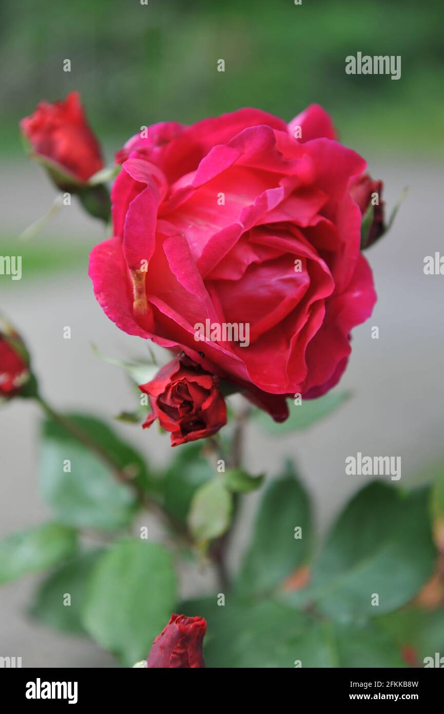 Red Hybrid Tea climbing rose (rosa) Copenhagen blooms in a garden in ...