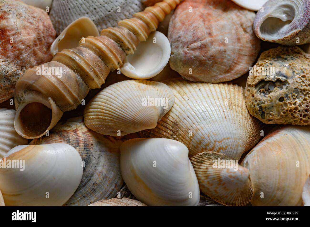 Seashells of various shapes and types. Background Stock Photo - Alamy