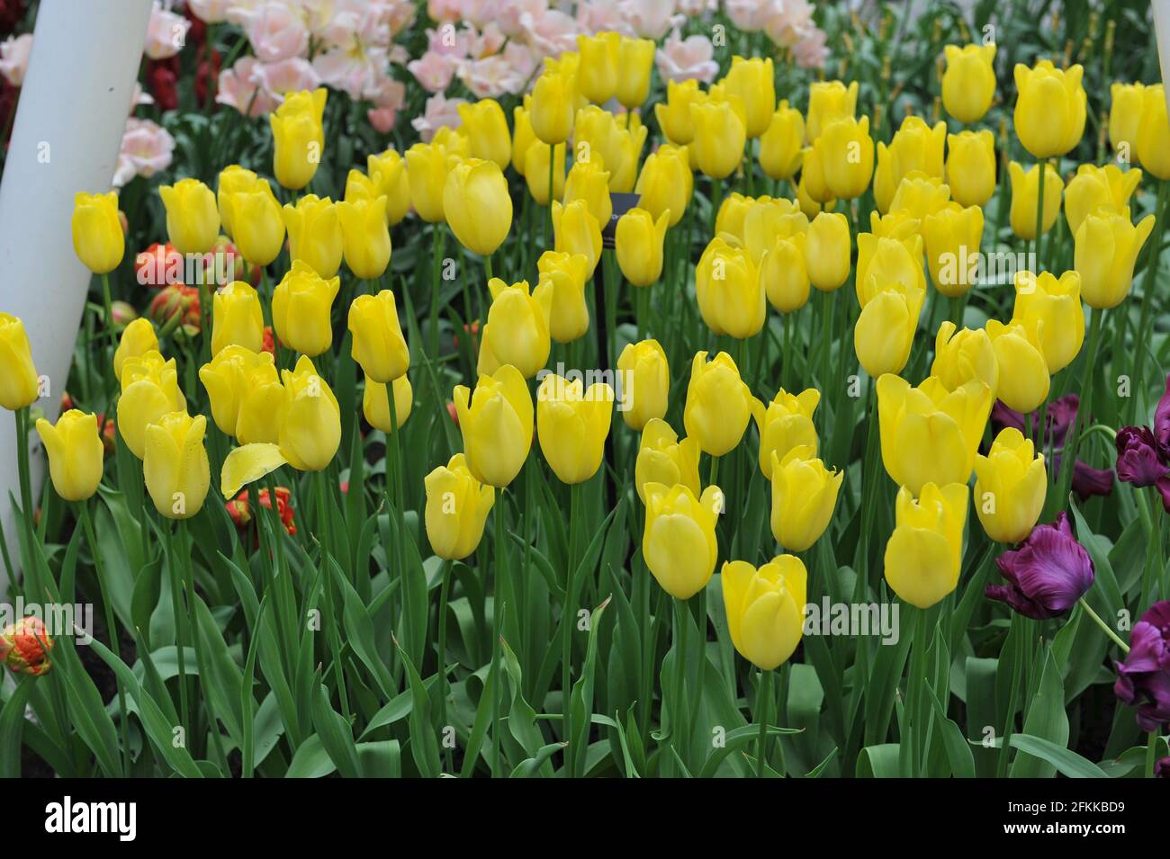 Yellow darwin hybrid tulip hi-res stock photography and images - Alamy