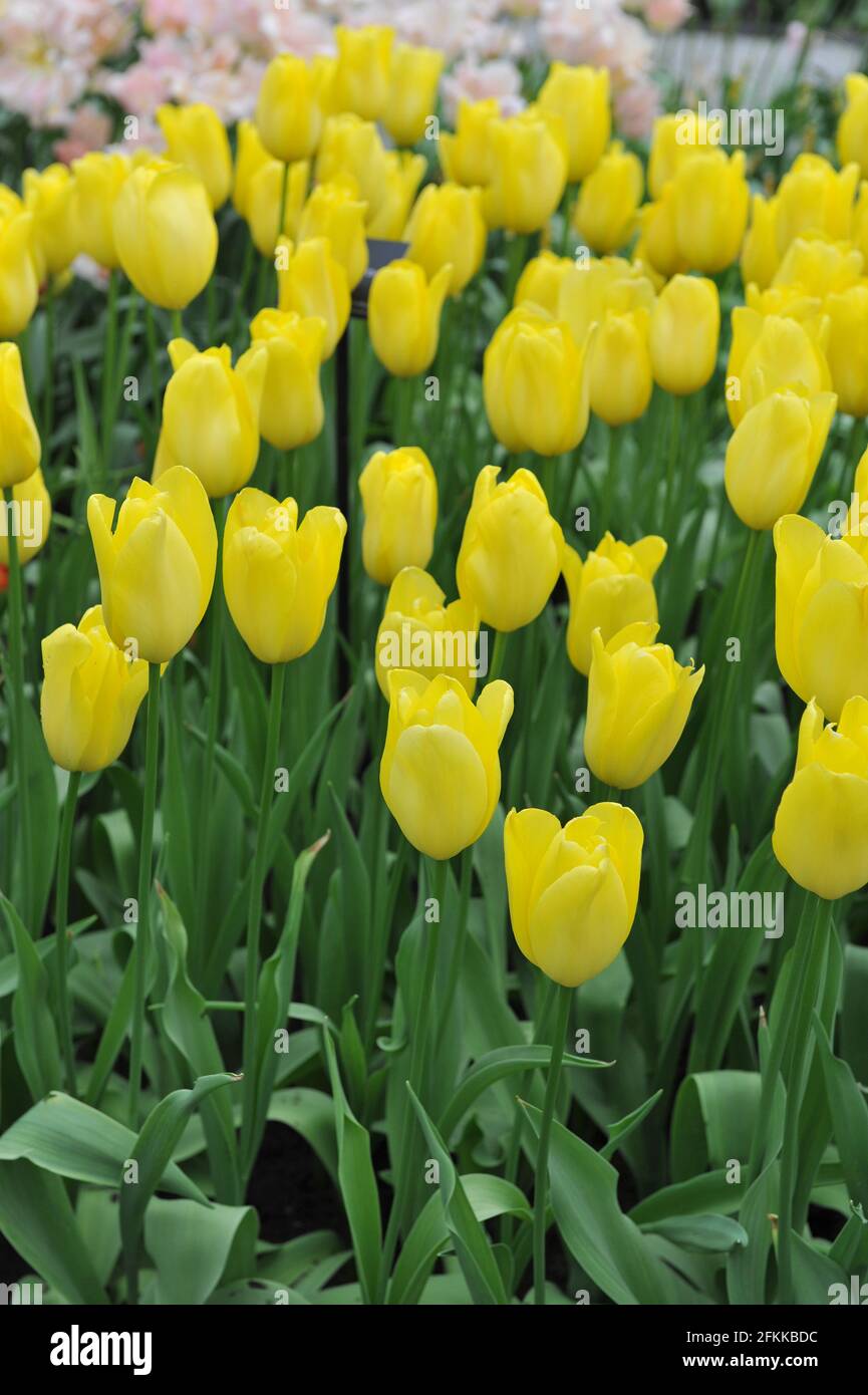 Yellow Darwin Hybrid tulips (Tulipa) Conqueror bloom in a garden in ...