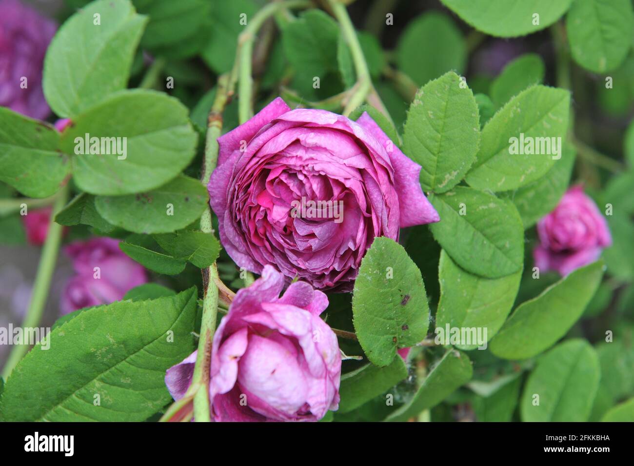 Mauve Provins rose (Rosa gallica) Cosimo Ridolfi blooms in a garden in ...