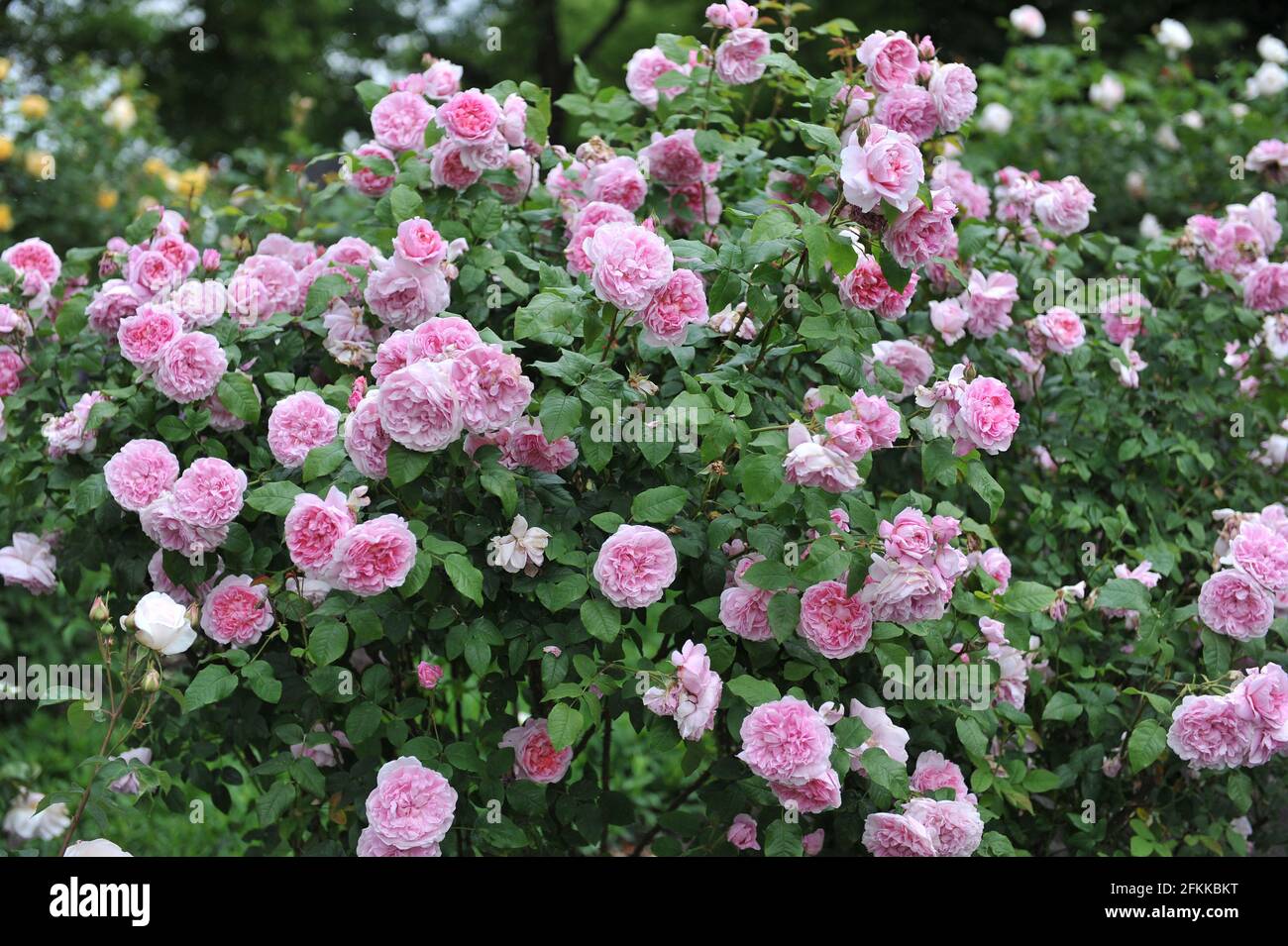 Pink shrub English rose (Rosa) Cottage Rose blooms in a garden in June ...