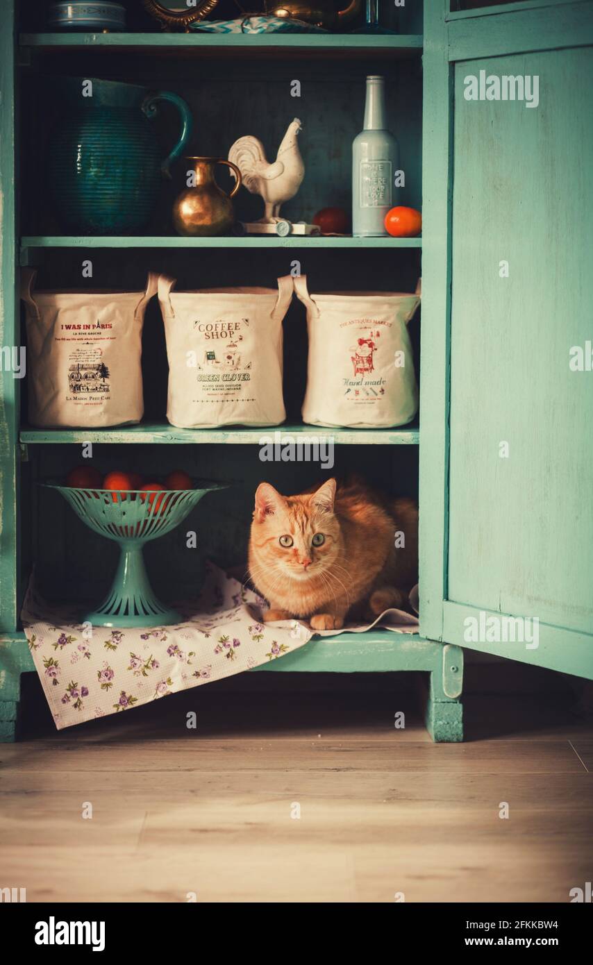 Cute furry cat in an open vintage cupboard Stock Photo - Alamy