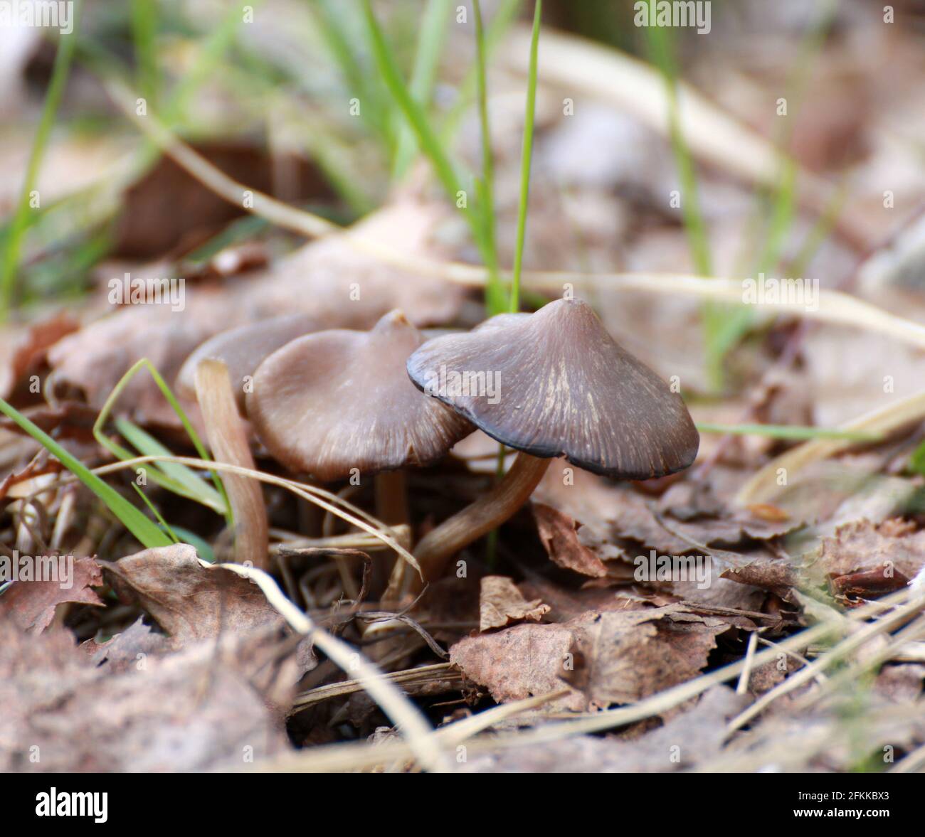 Entoloma hi-res stock photography and images - Alamy