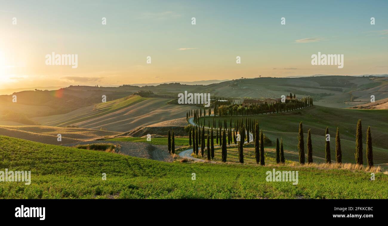 A wellknown Tuscan landscape with grain fields, cypresses and houses in ...