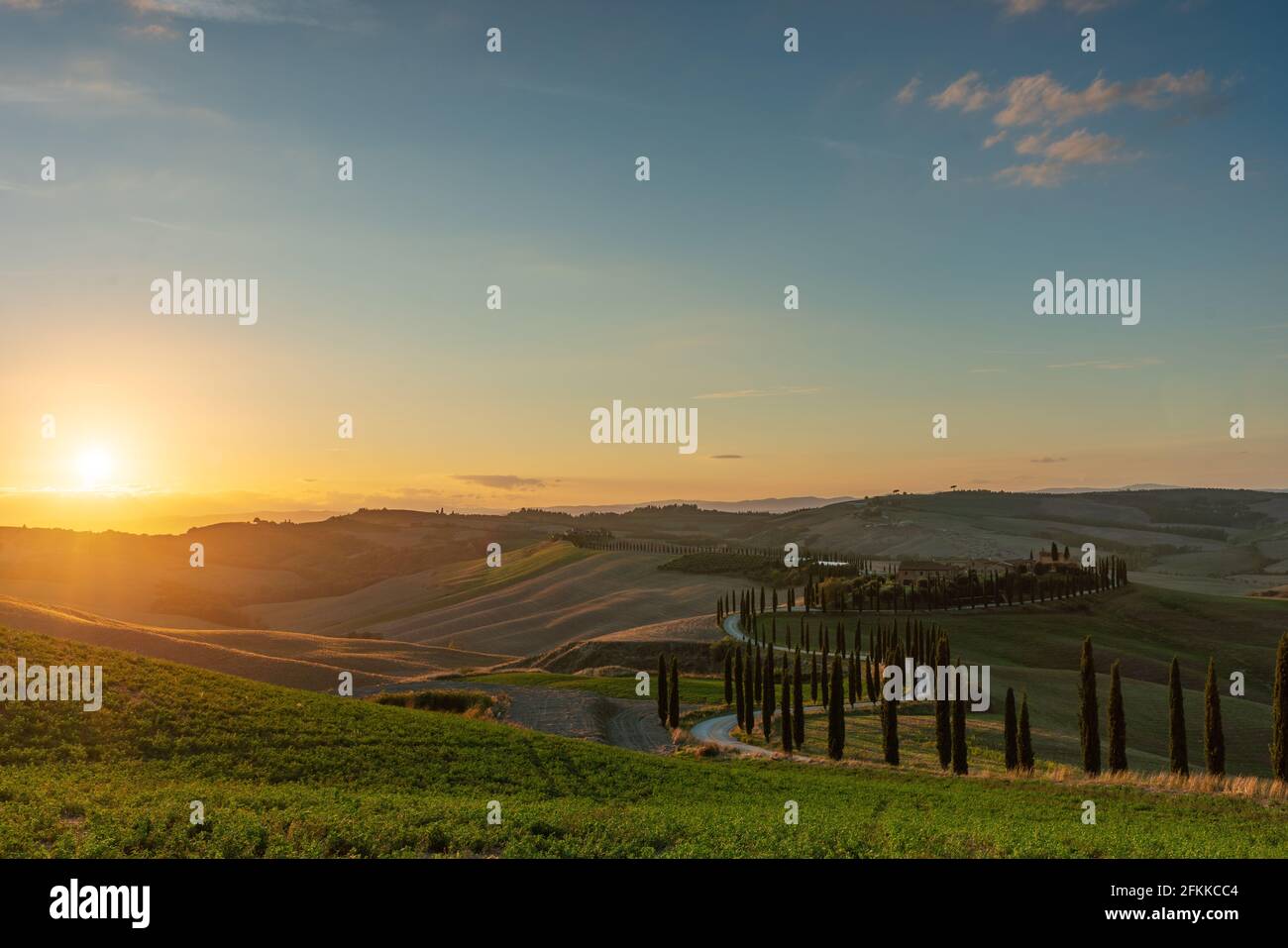 A wellknown Tuscan landscape with grain fields, cypresses and houses in ...