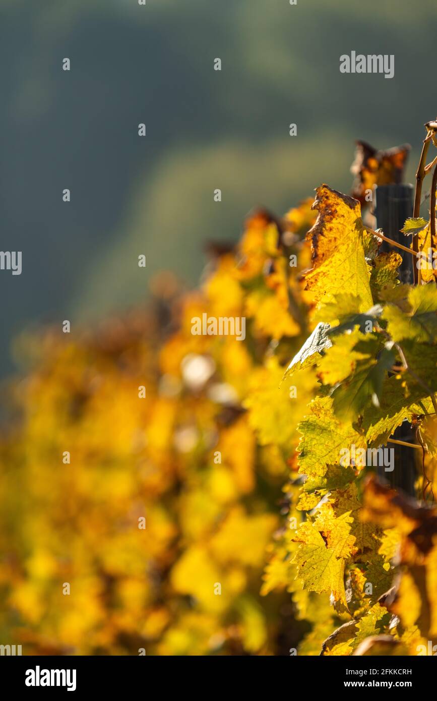 A grape field for wine. Vineyard hills. Autumn landscape with rows of ...