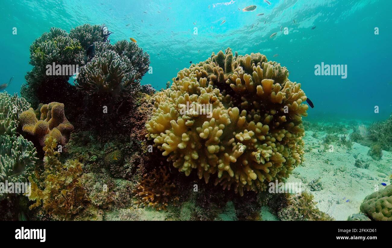 Underwater fish reef marine. Tropical colorful underwater seascape with ...