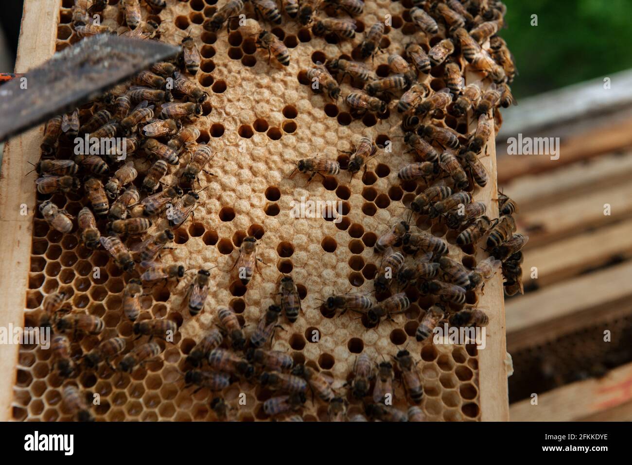 Beehive open for inspection by the beekeeper Stock Photo - Alamy