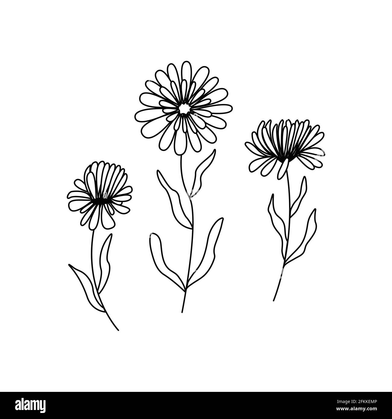 Three aster flowers of different shapes. Black and white vector doodle ...