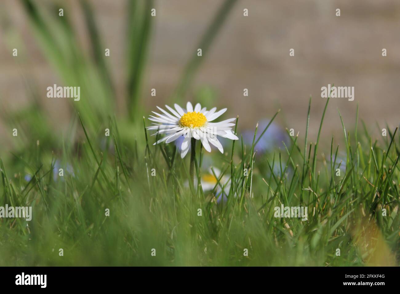 Little daisy hi-res stock photography and images - Alamy