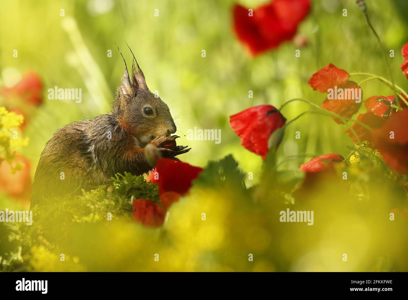 Red squirrel is eating white flowers hi-res stock photography and ...