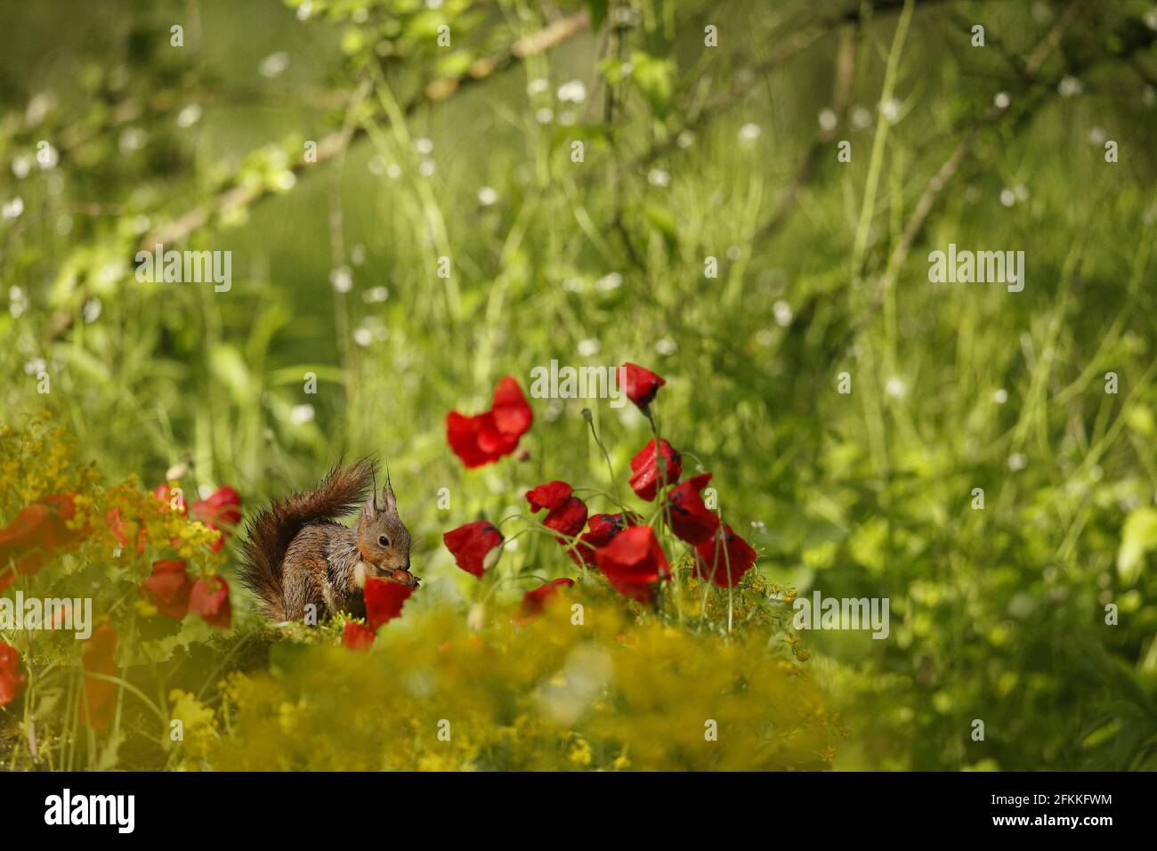Red squirrel is eating white flowers hi-res stock photography and ...