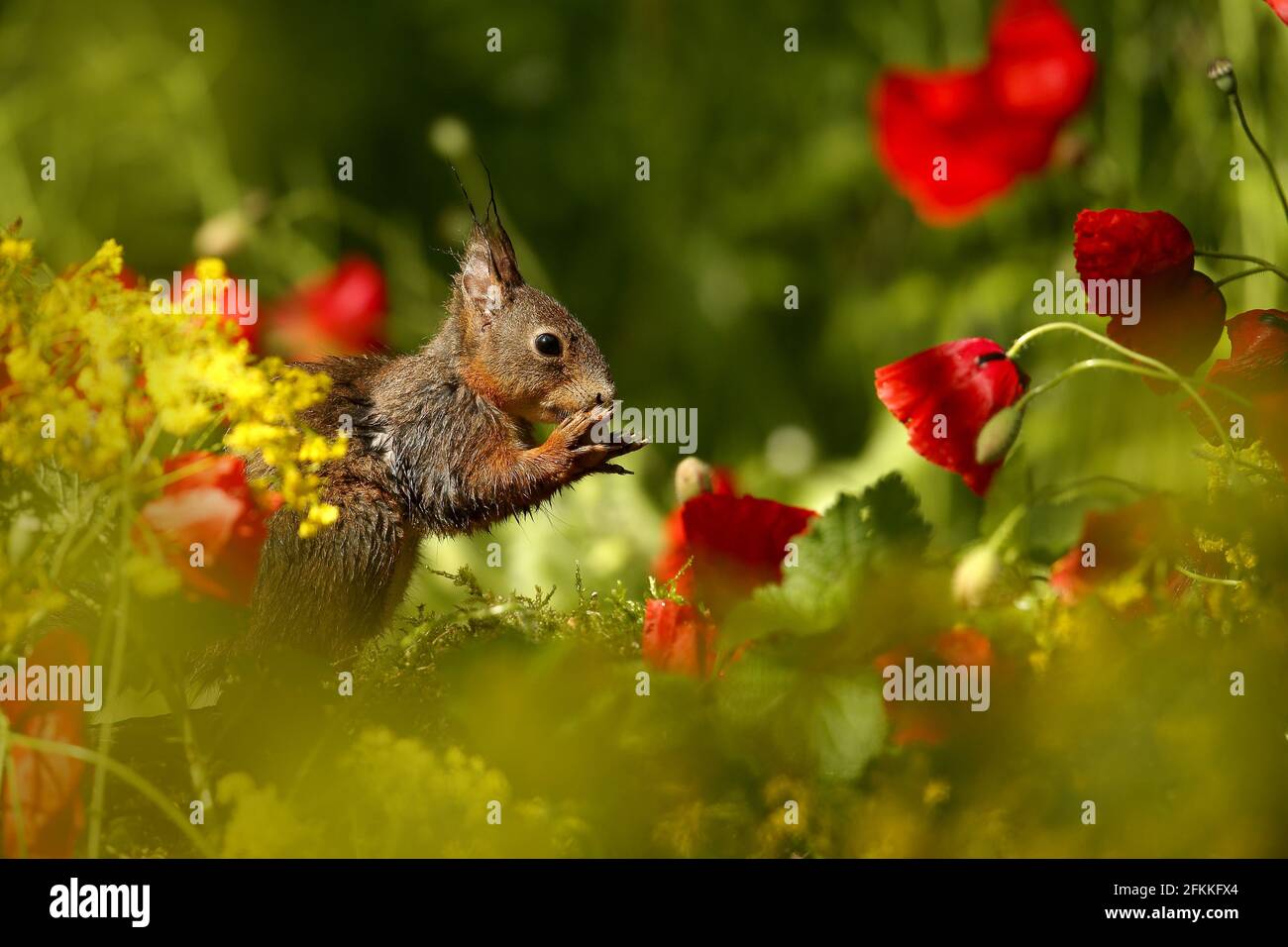 Red squirrel flowers hi-res stock photography and images - Alamy