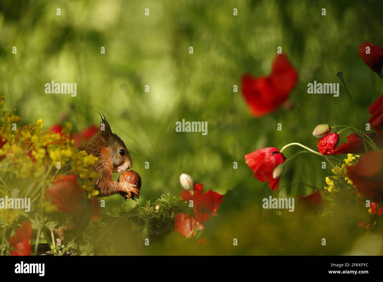 RED SQUIRREL IN THE FLOWERS Stock Photo - Alamy