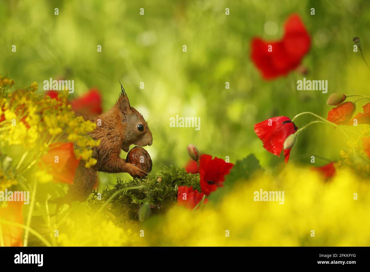RED SQUIRREL IN THE FLOWERS Stock Photo - Alamy
