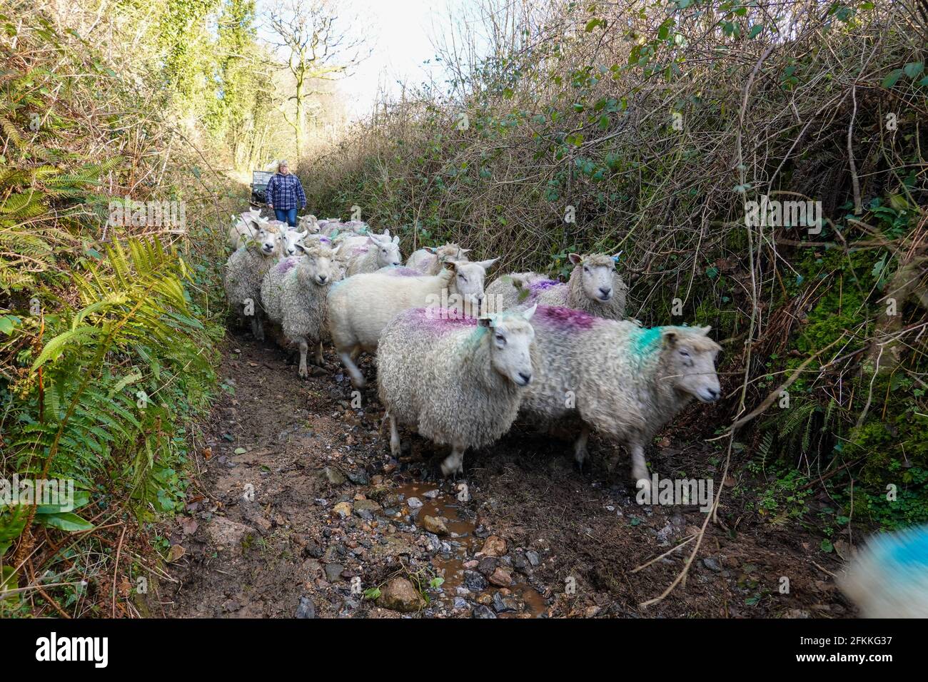 Sheep being herded through a Devon lane Stock Photo - Alamy