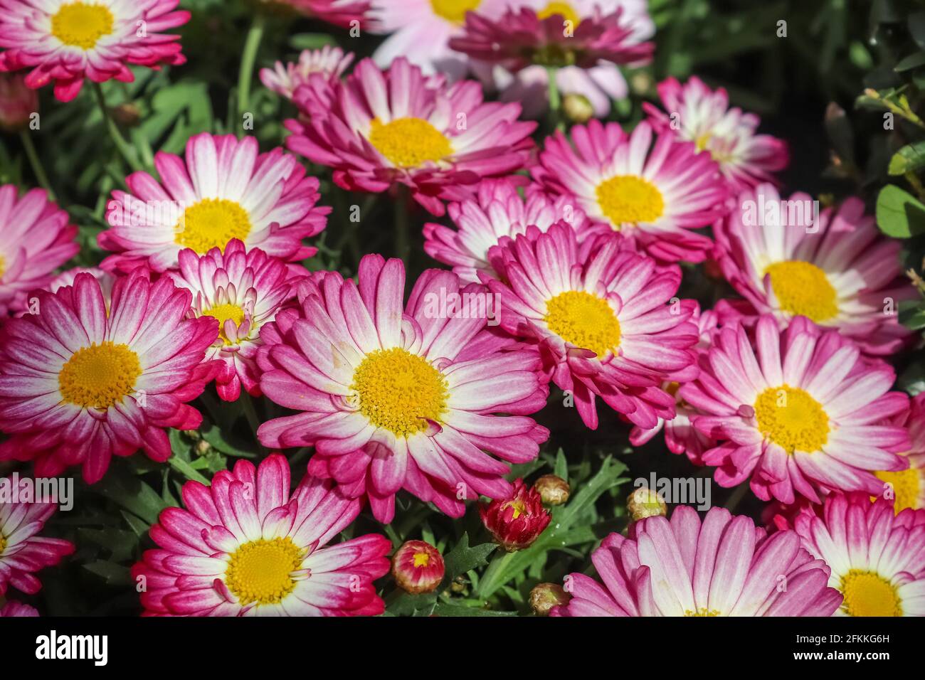 Beautiful flowers in a european garden in different colors Stock Photo ...