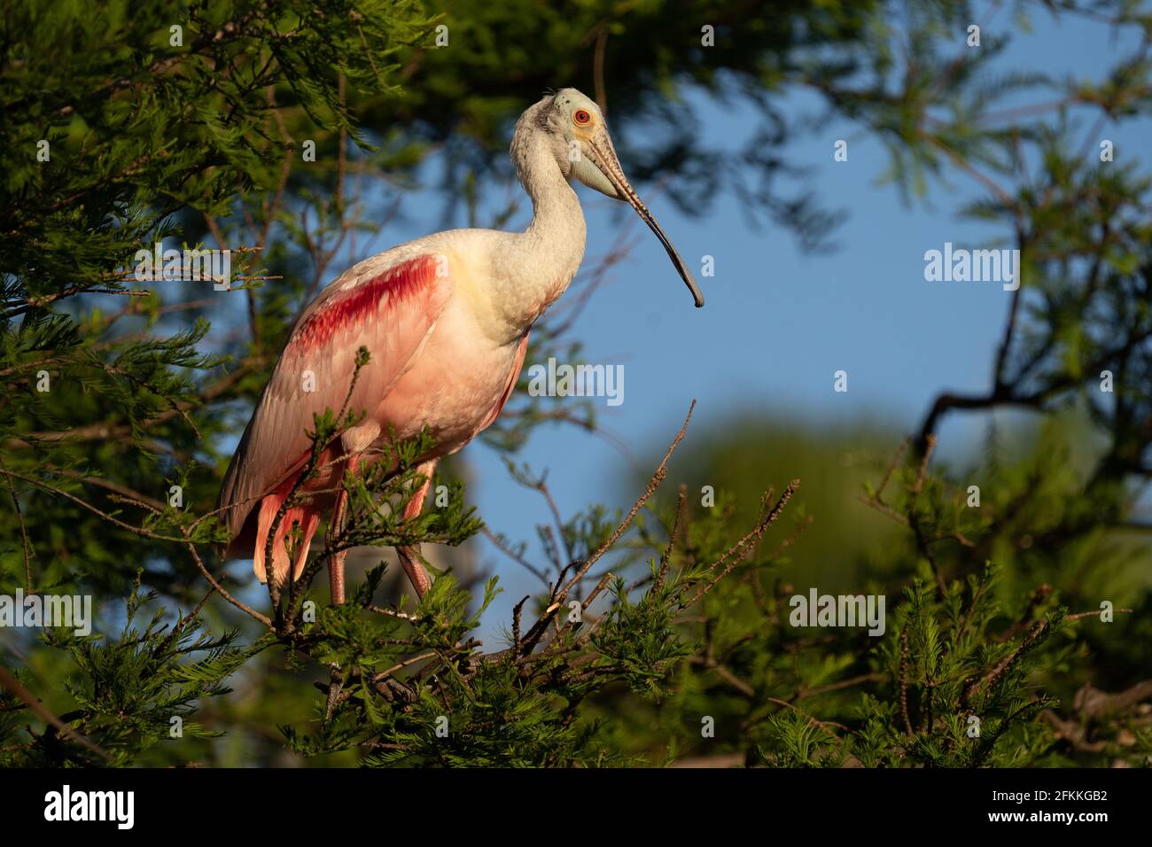 Roseate spoonbill in afternoon Florida sunlight Stock Photo - Alamy