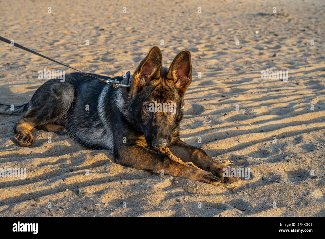 Light German Shepherd Puppy