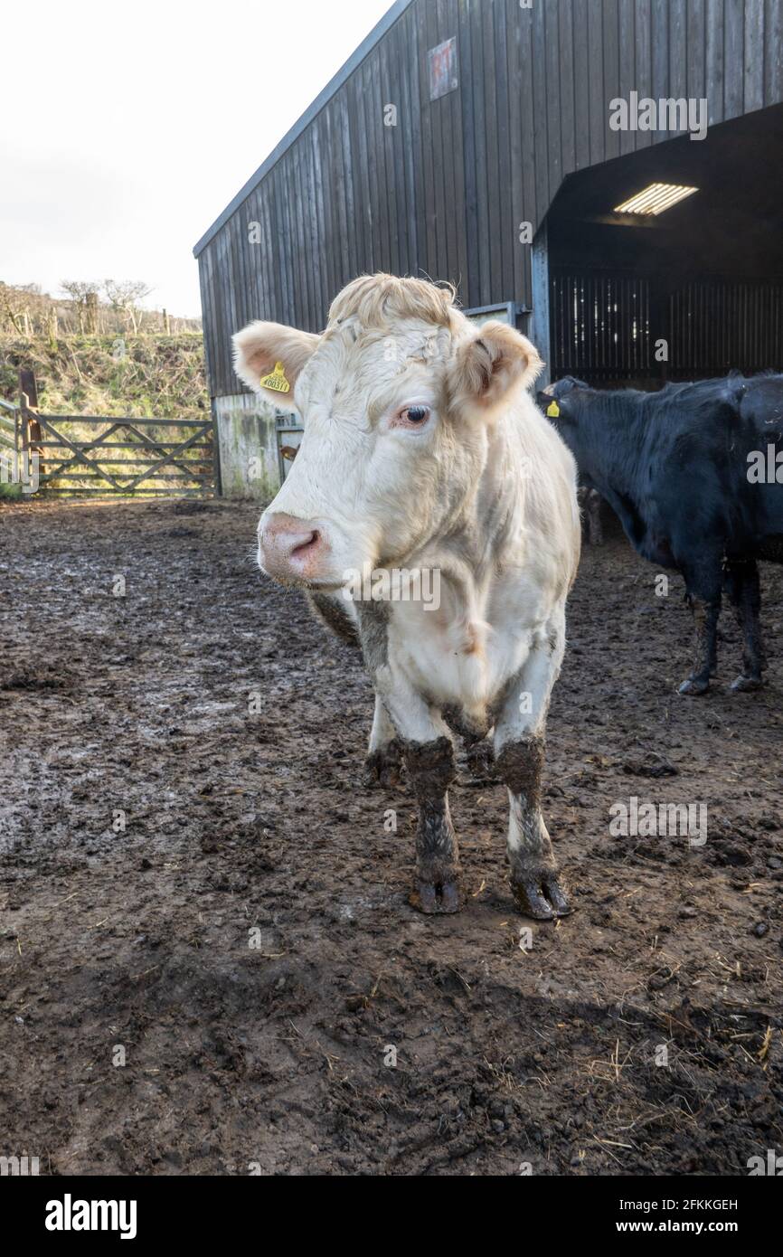 cow in farmyard Stock Photo - Alamy