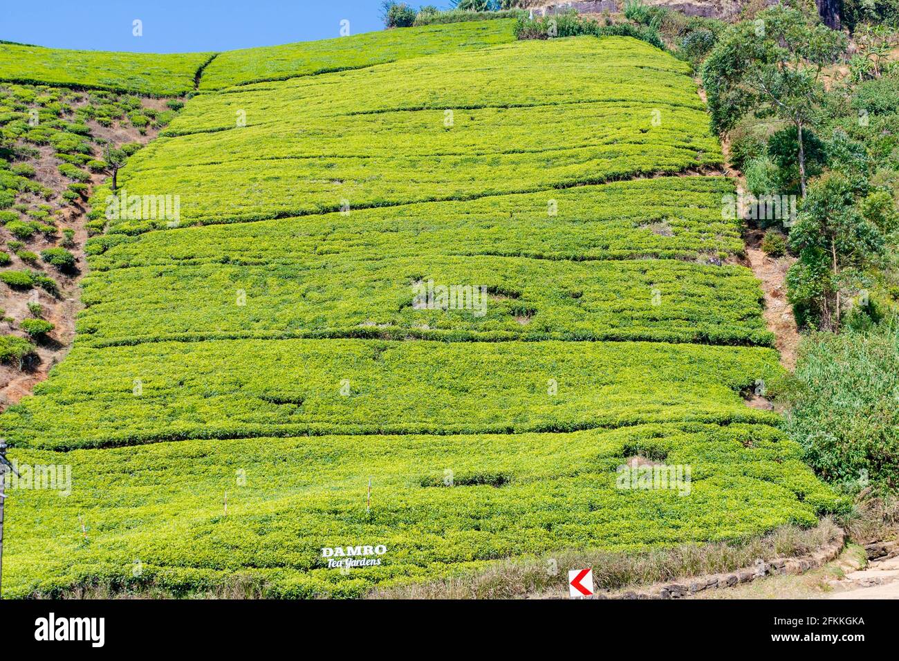 Nuwara Eliya tea fields of Sri Lanka Stock Photo - Alamy