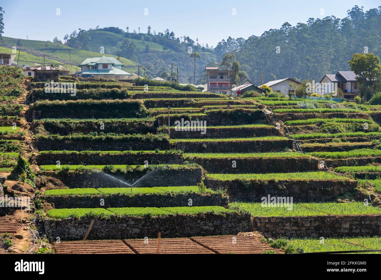 Nuwara Eliya tea fields of Sri Lanka Stock Photo - Alamy