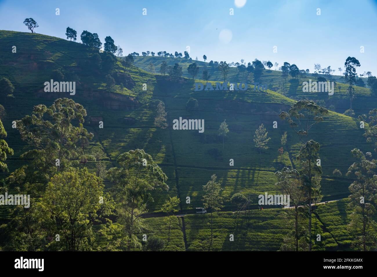 Nuwara Eliya tea fields of Sri Lanka Stock Photo - Alamy
