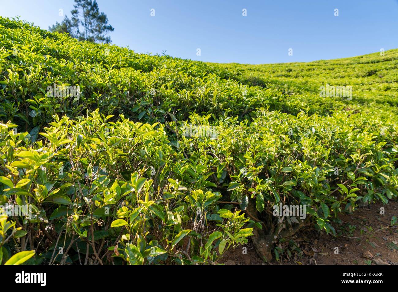 Nuwara Eliya tea fields of Sri Lanka Stock Photo - Alamy