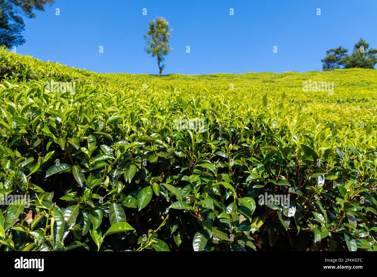 Nuwara Eliya tea fields of Sri Lanka Stock Photo - Alamy