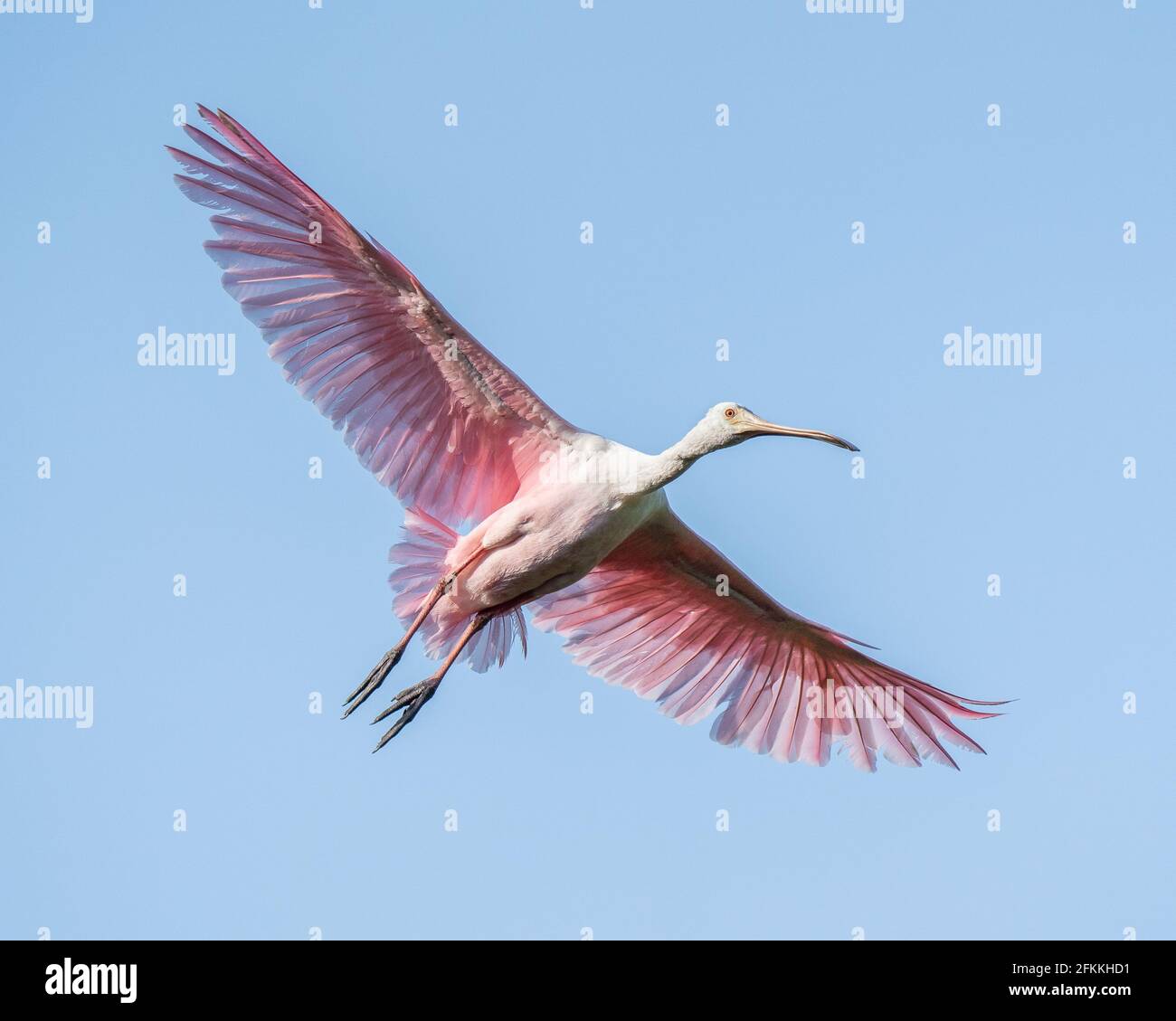 Roseate Spoonbill in Flight Stock Photo - Alamy