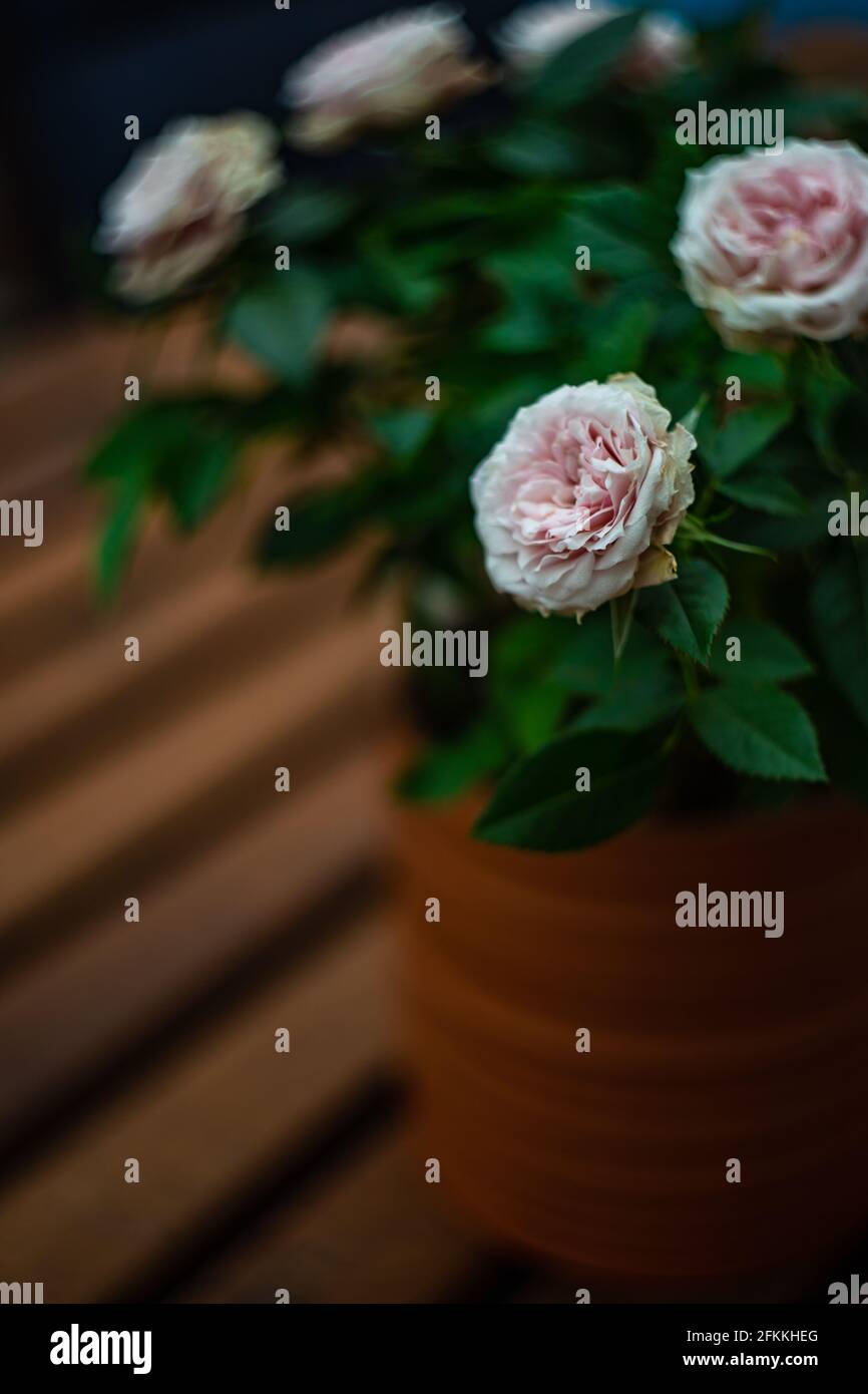 Dusty pink rose hi-res stock photography and images - Alamy