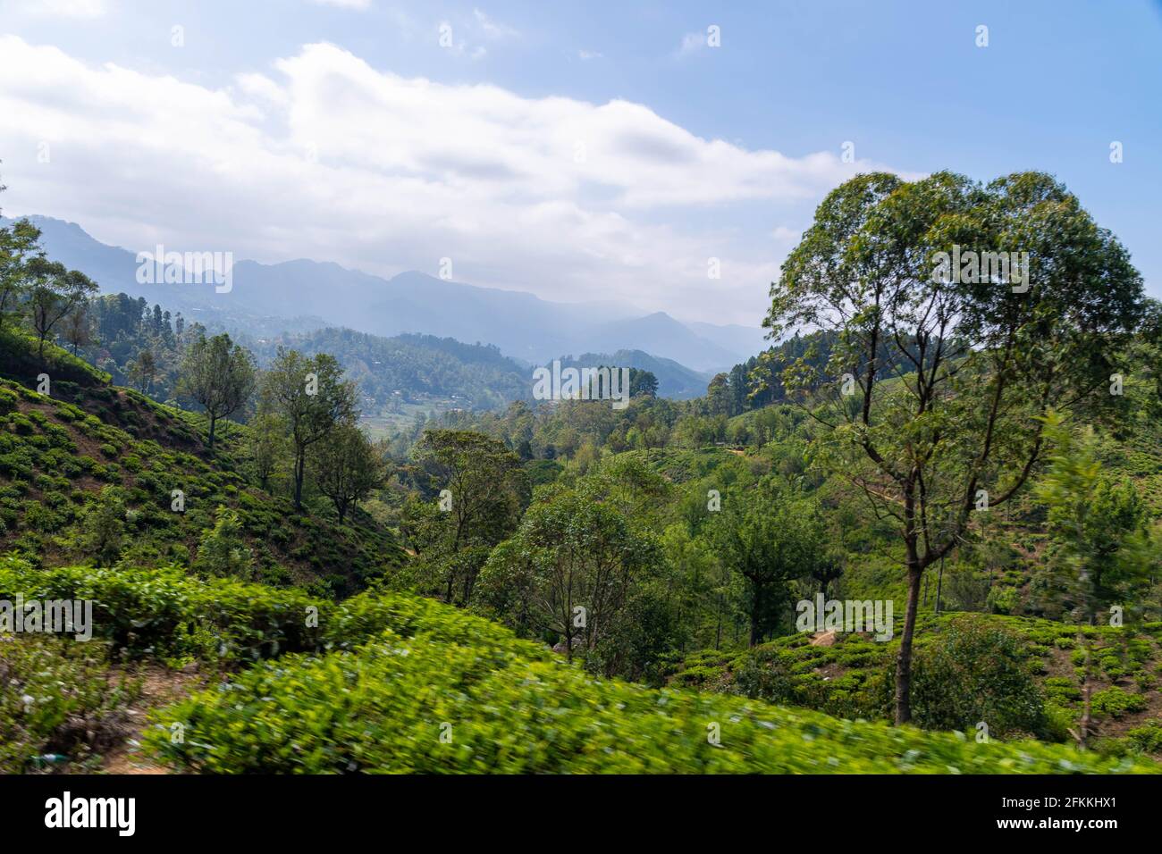 Nuwara Eliya tea fields of Sri Lanka Stock Photo - Alamy