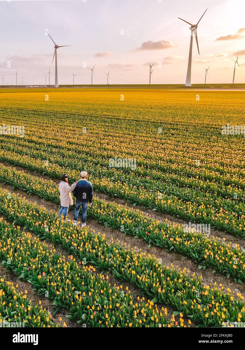 Tulip field in The Netherlands, colorful tulip fields in Flevoland ...