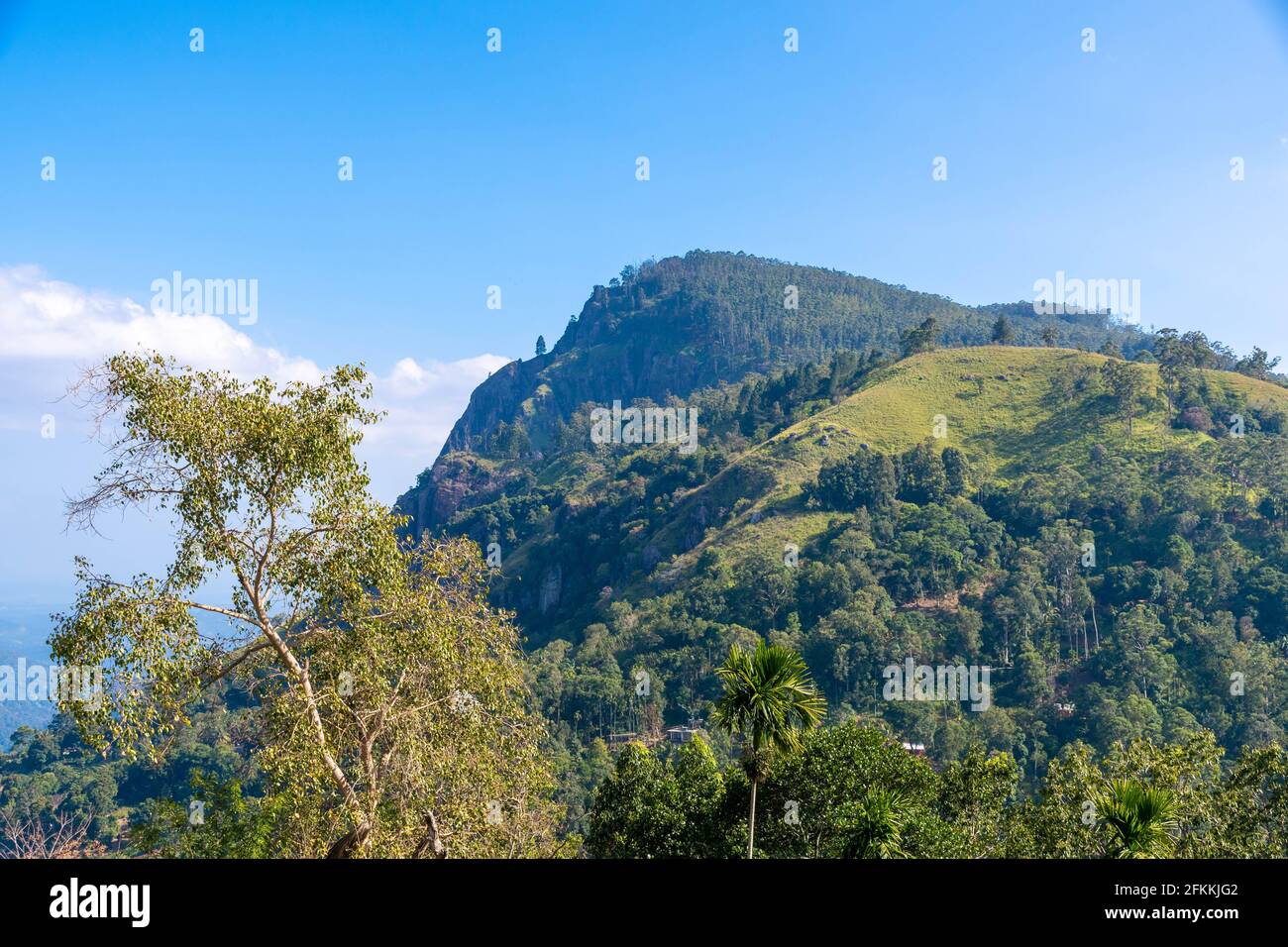 Ella Sri Lanka tea fields, little Adams peak, train nine arches bridge ...
