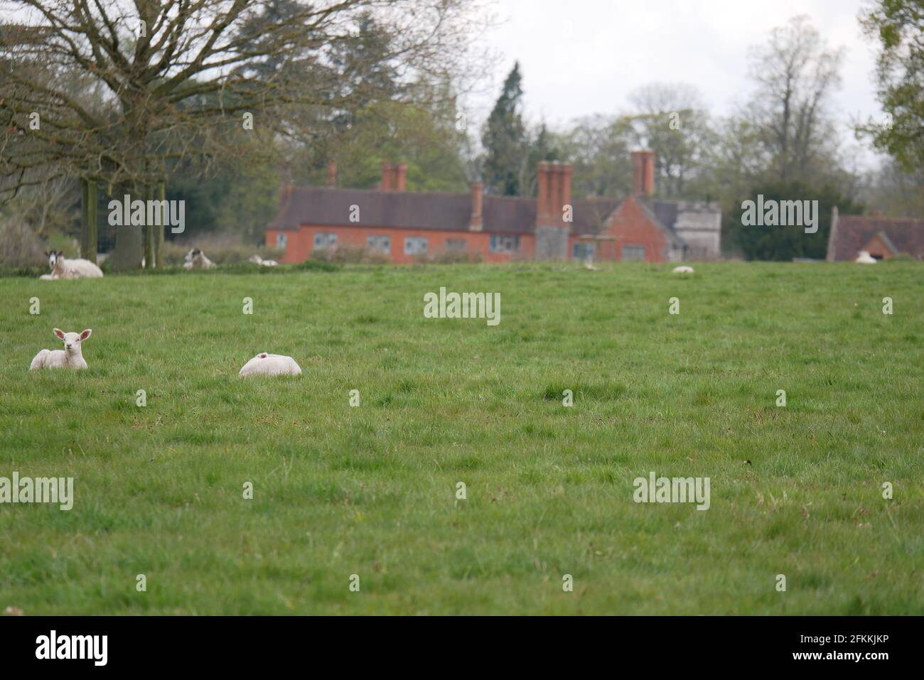 sheep and lambs enjoying open field Stock Photo - Alamy