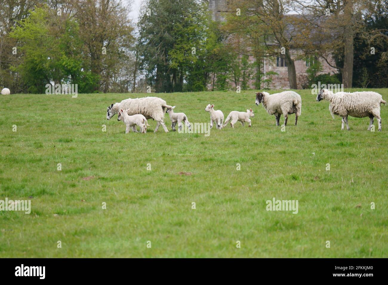 Leaping sheep hi-res stock photography and images - Alamy